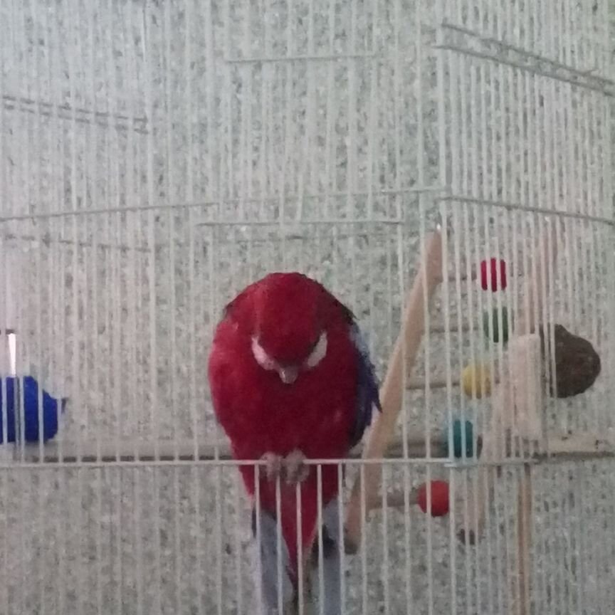 Продаю попугая розелла