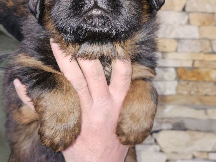 Собака