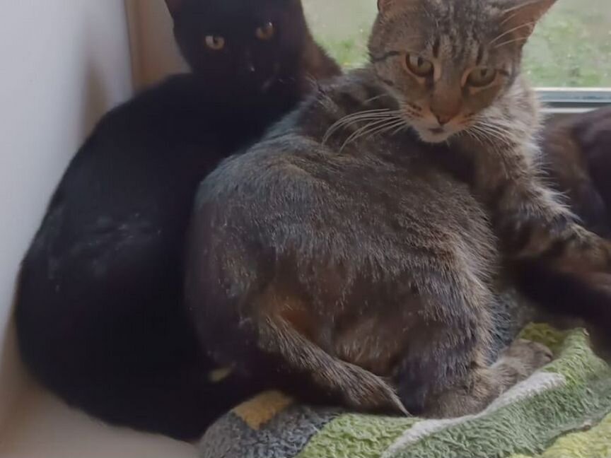 Кошечка Тося и котик Финик ищут дом