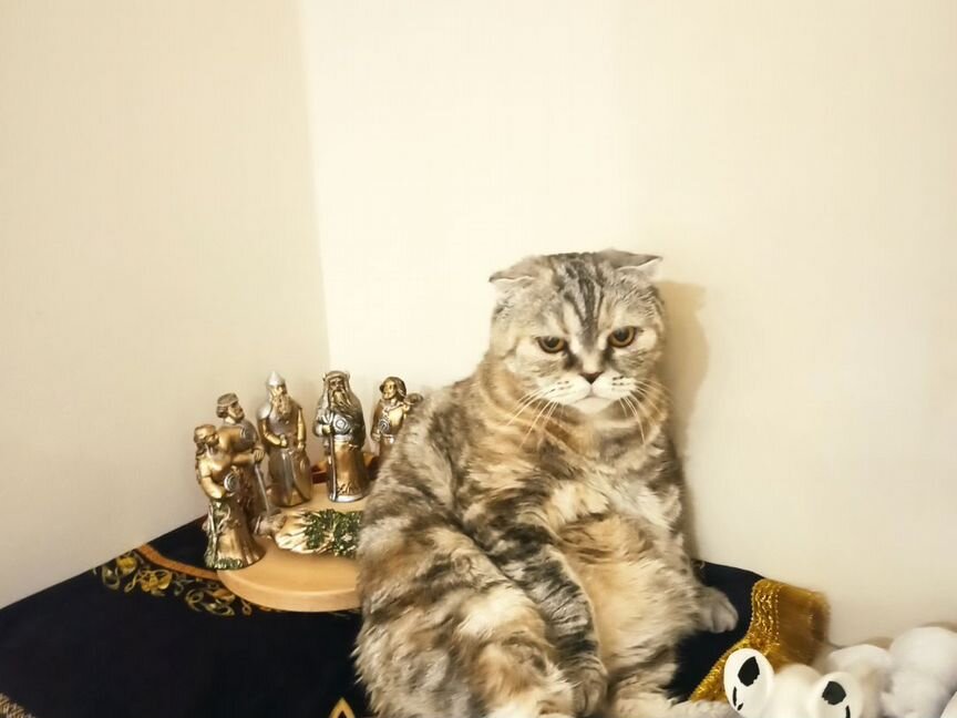 Кошка
