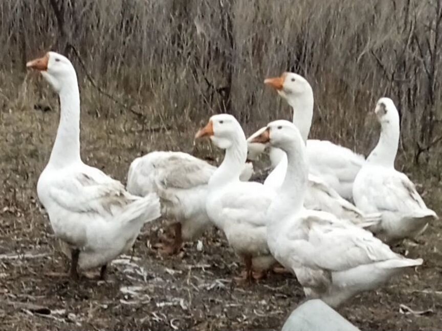 Гуси