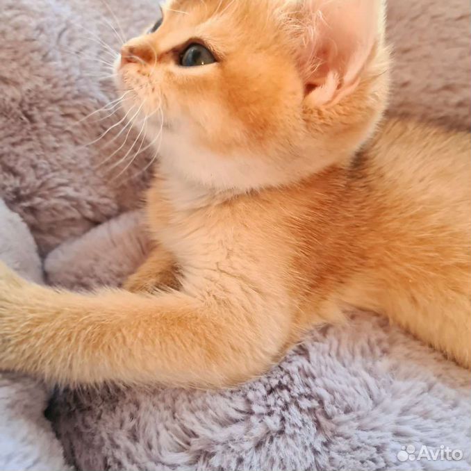 Котята драгоценных окрасов