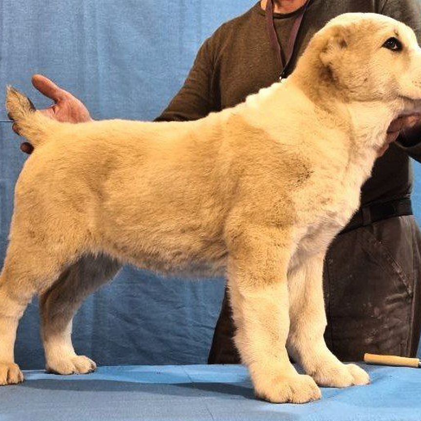 Щенки Алабая