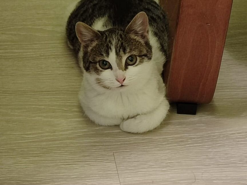 Новогодняя кошка ищет хороший дом