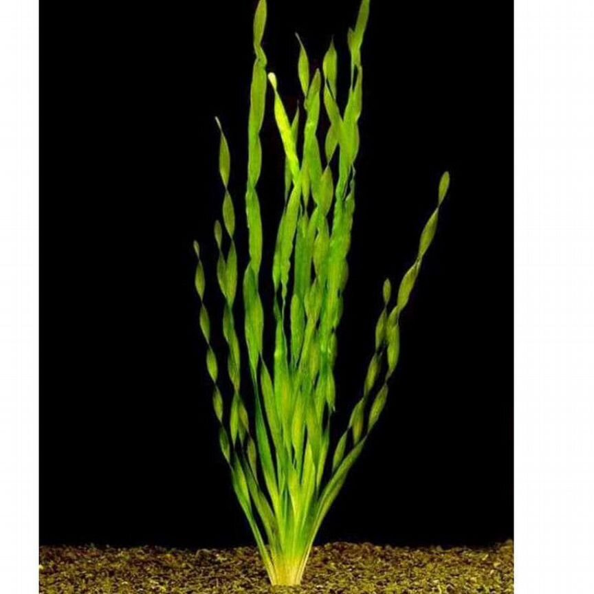 Растение в аквариумное Валиснерия спиралевидная