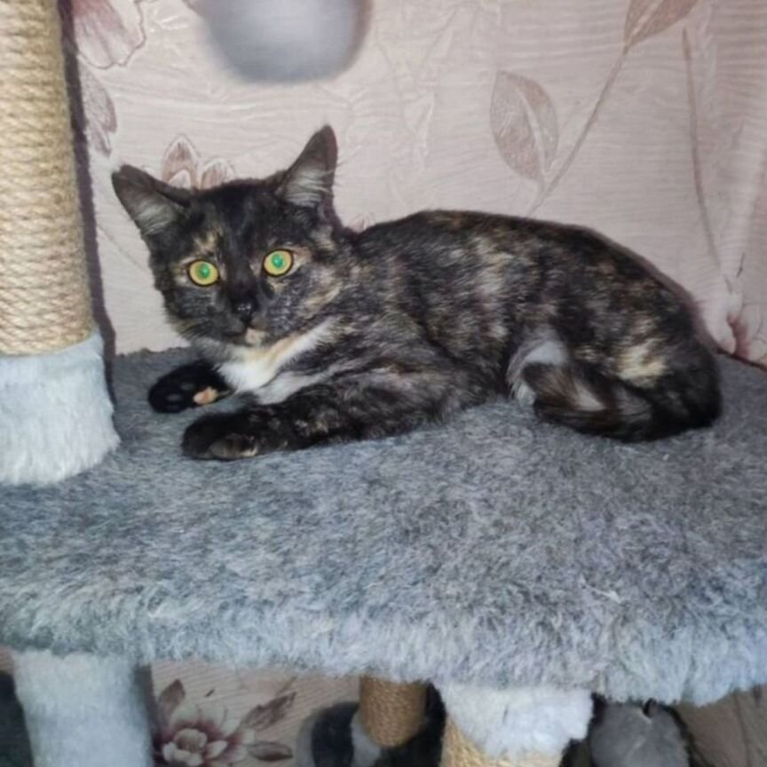 Малышка Сима