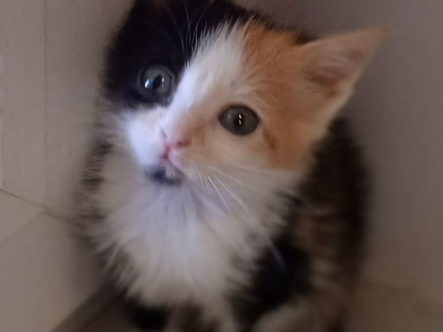 Пуговка в добрые руки