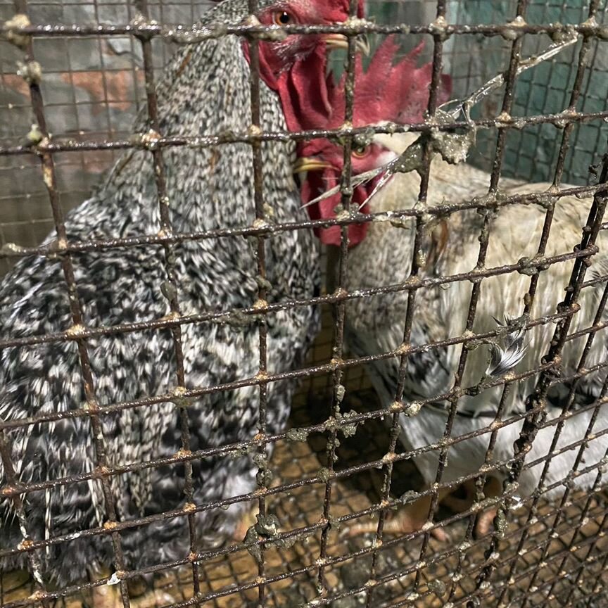 Петушки на племя