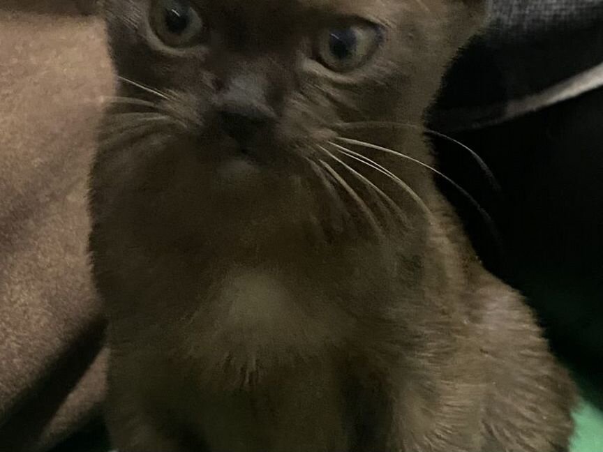 Котенок европейской бурмы