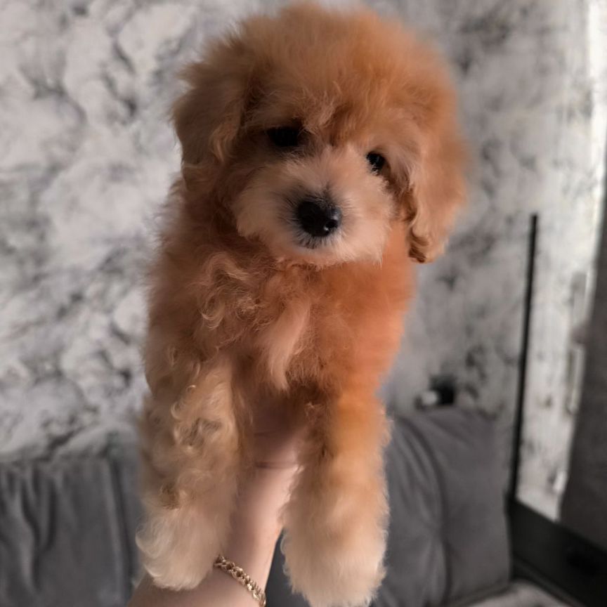 Мальтипу, щенок