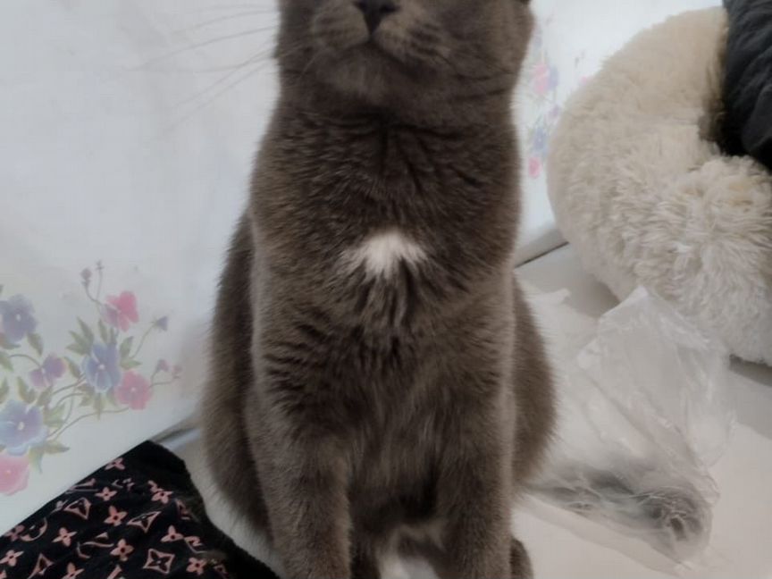 Кошечка Ласка в поисках дома