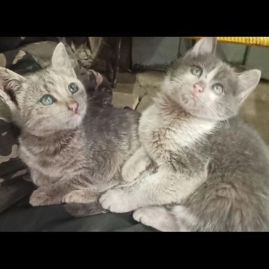 Котята в добрые руки бесплатно