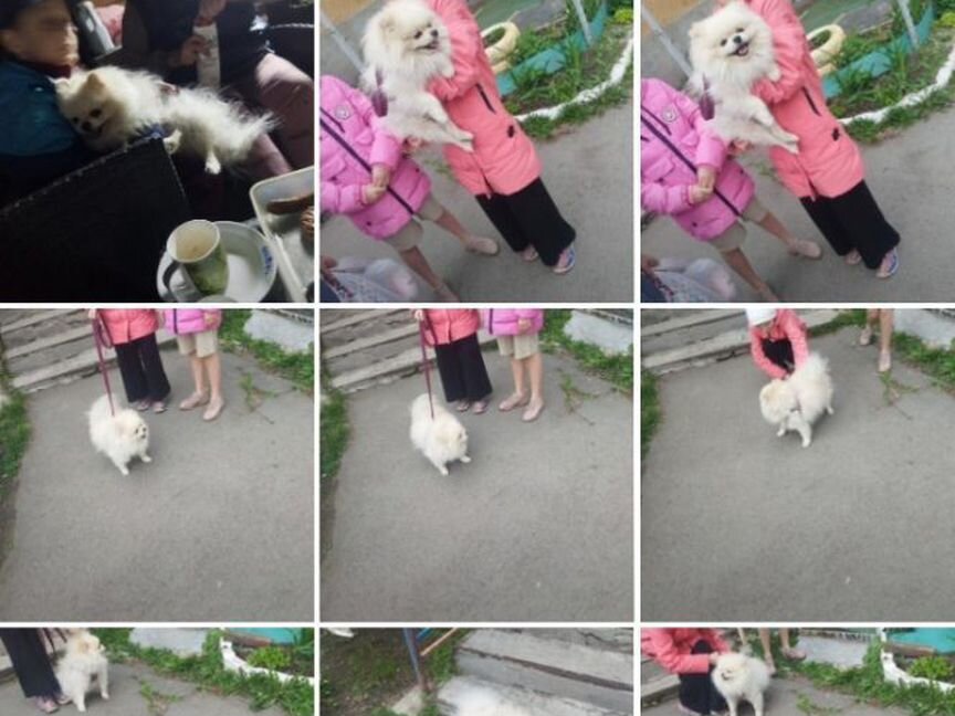 Шпиц померанский мальчик белый крем