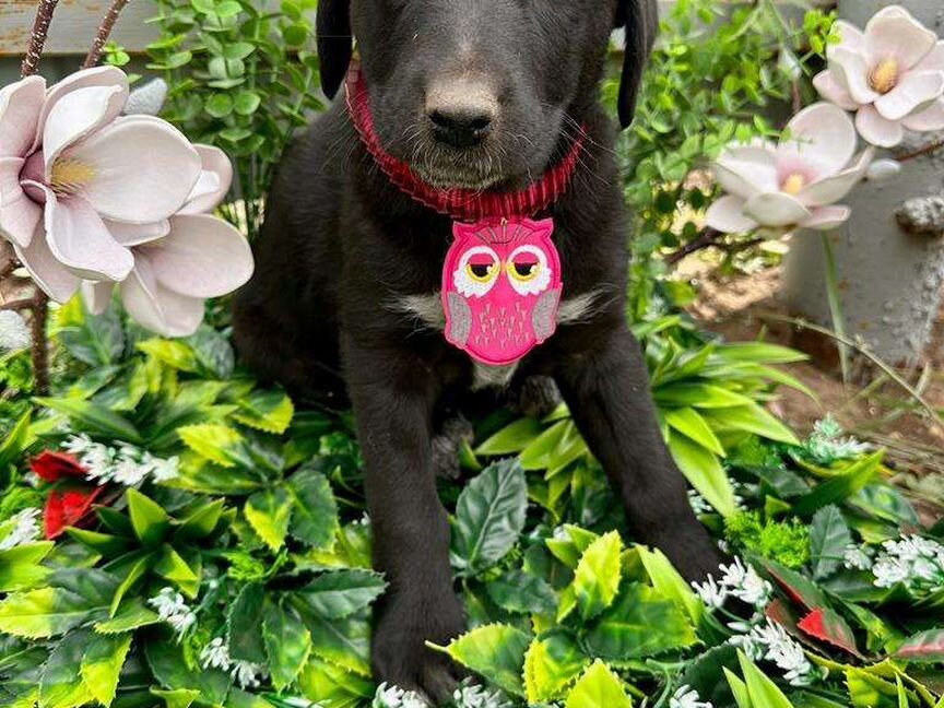 Жизнерадостный щенок