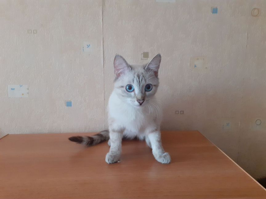 Алекс красавчик 8 мес кастрирован