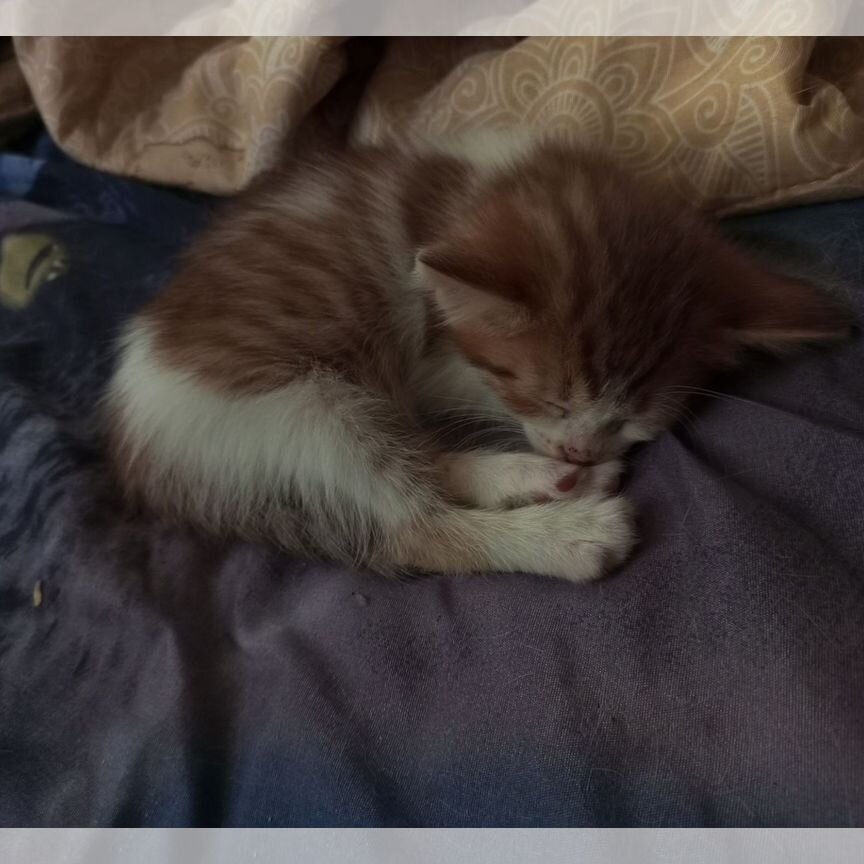 Котята в добрые руки мальчики 2 месяц