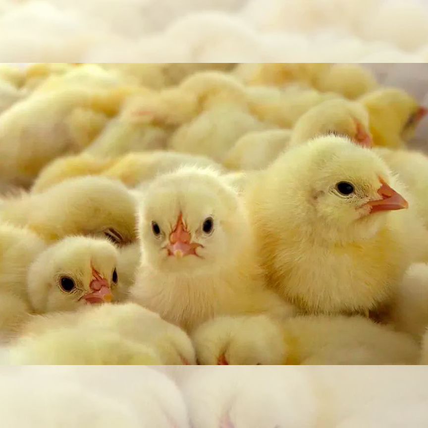 Цыплята бройлеры
