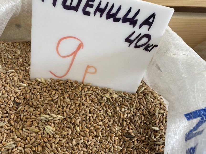 Пшеница, ячмень, кукуруза, горох, овес, семечка