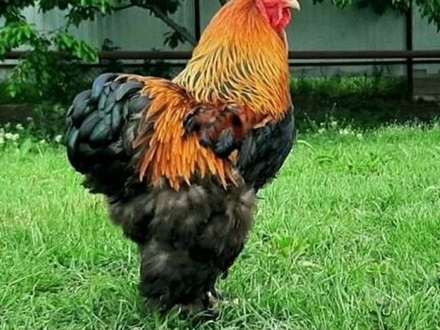 Петух брама куропатчатая