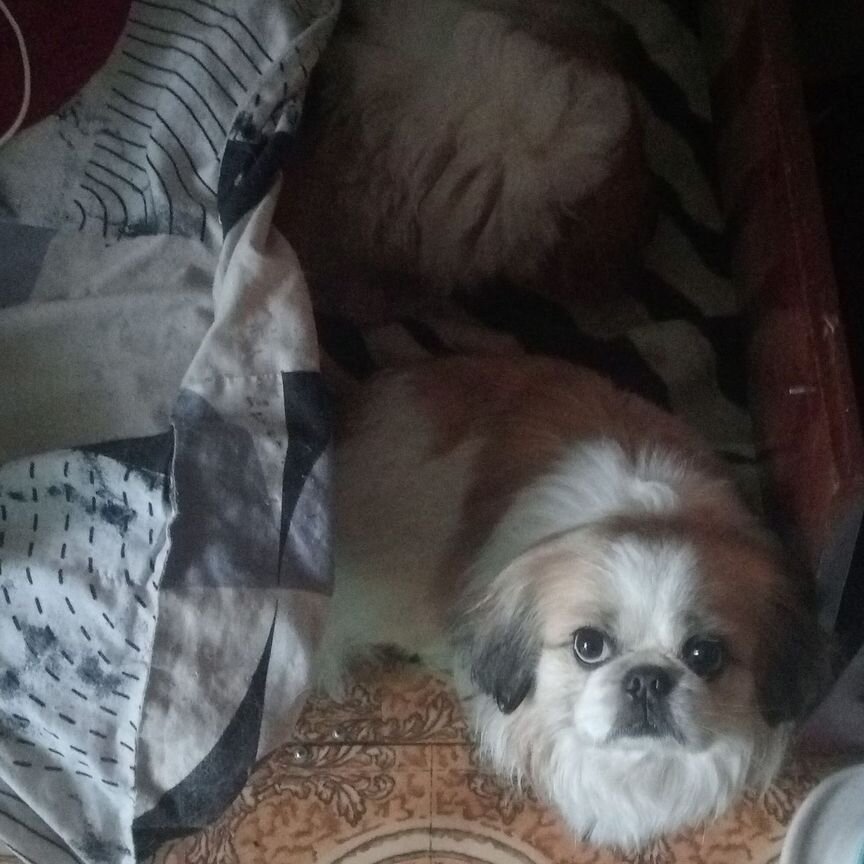 Пекинес, взрослый пёс