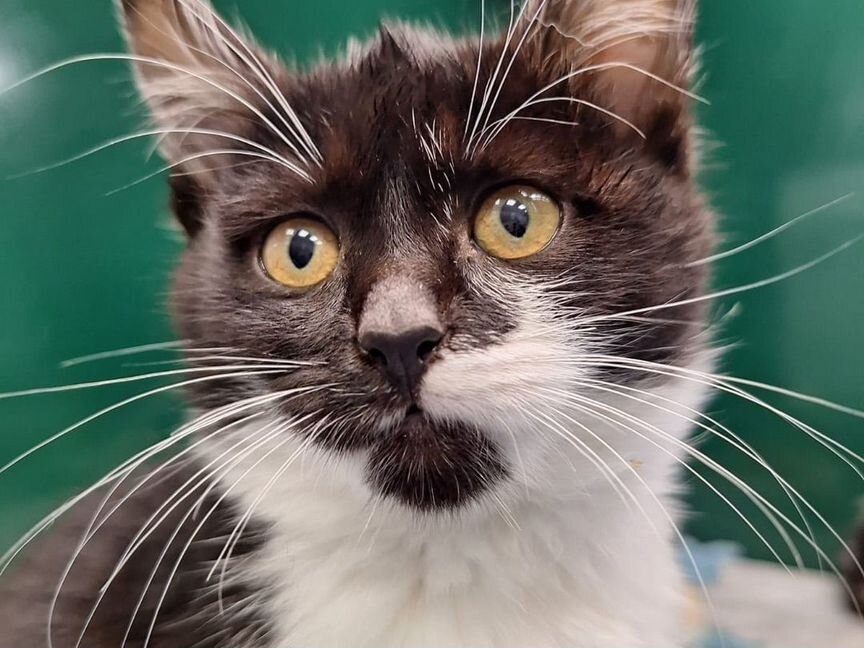 Малышка Нора