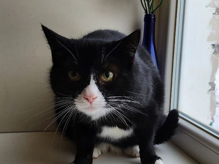Черно белый котик в дар