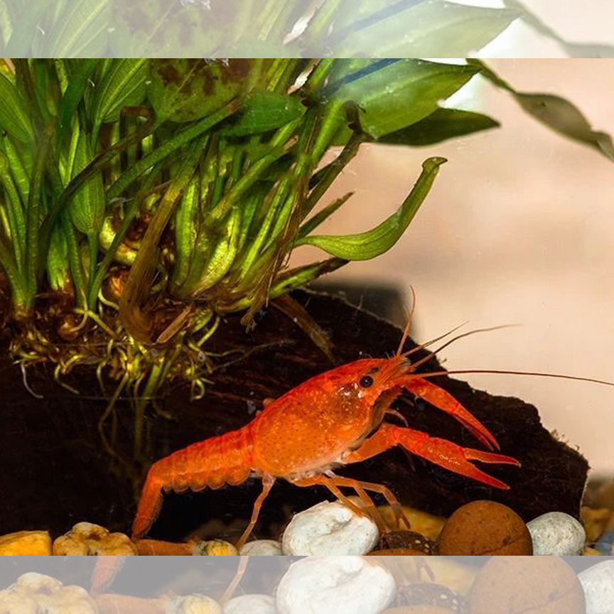 Аквариумные раки. Калифорнийский рак