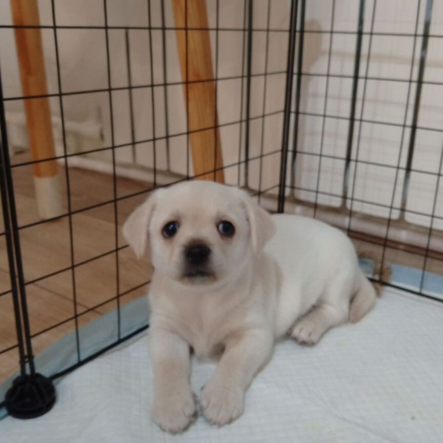 Отдам в добрые руки щенков мелкой породы