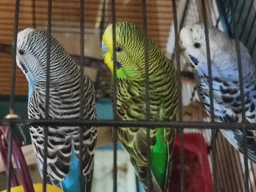 4 волнистых попугая