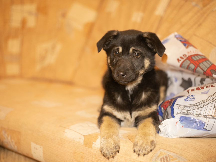 Классная девчонка Нови ищет дом