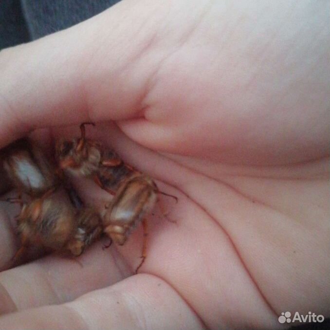 Майские жуки