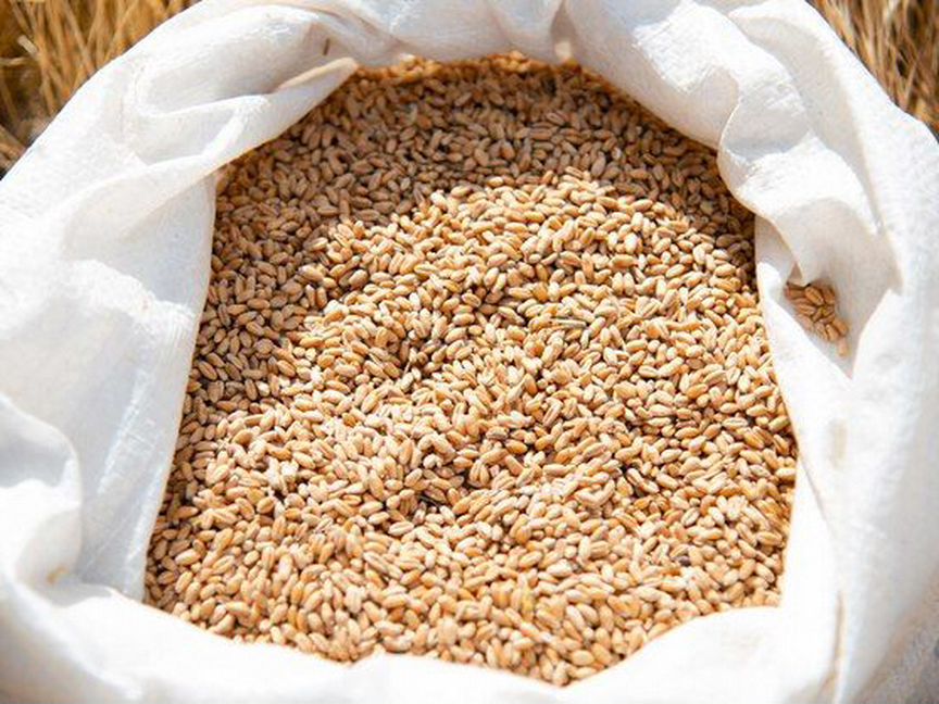 Продается пшеница 5 класса (кормовая) Сеченово