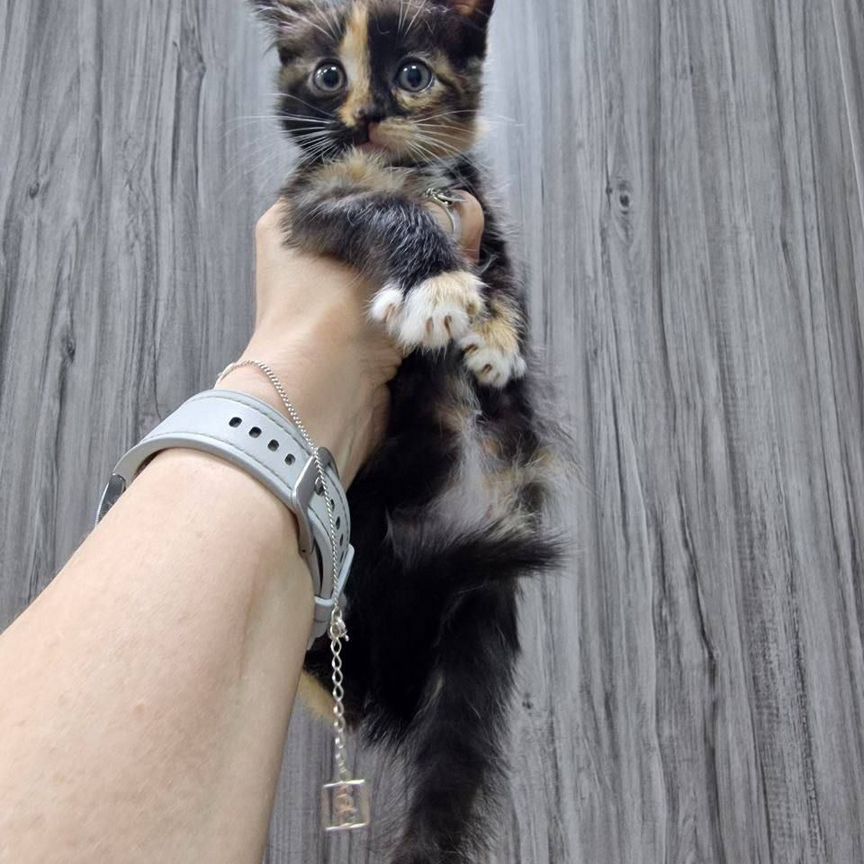 Котенок девочка в добрые руки