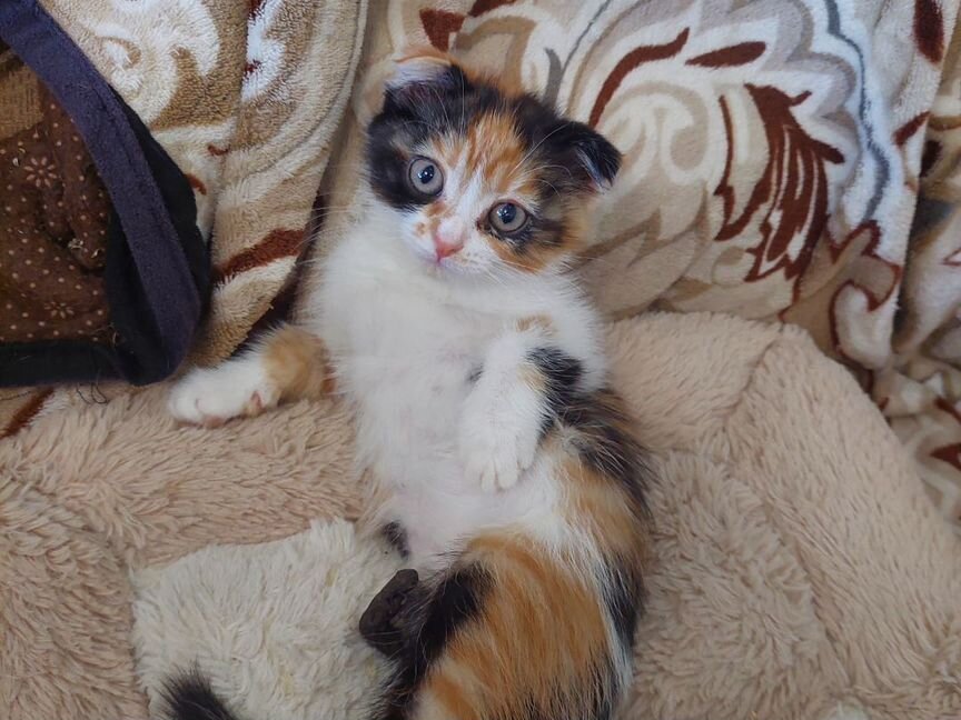 Котёнок с тяжёлой судьбой ищет хозяина