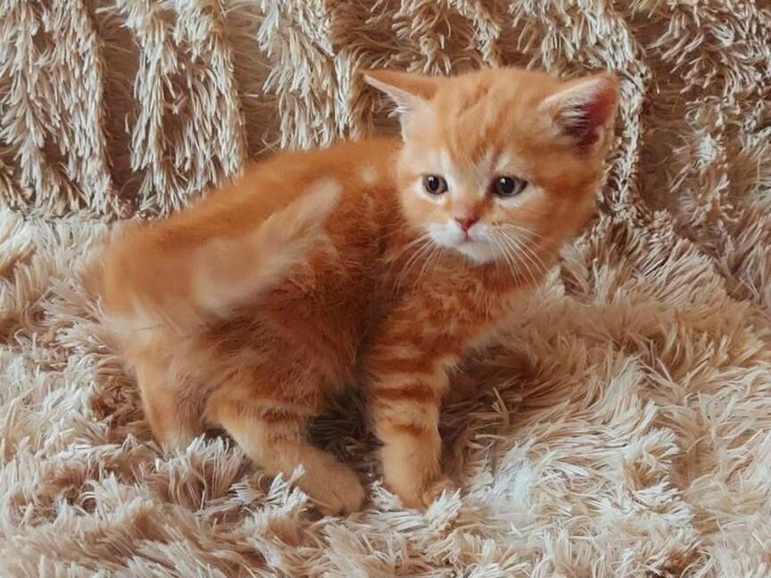 Шотландские котята