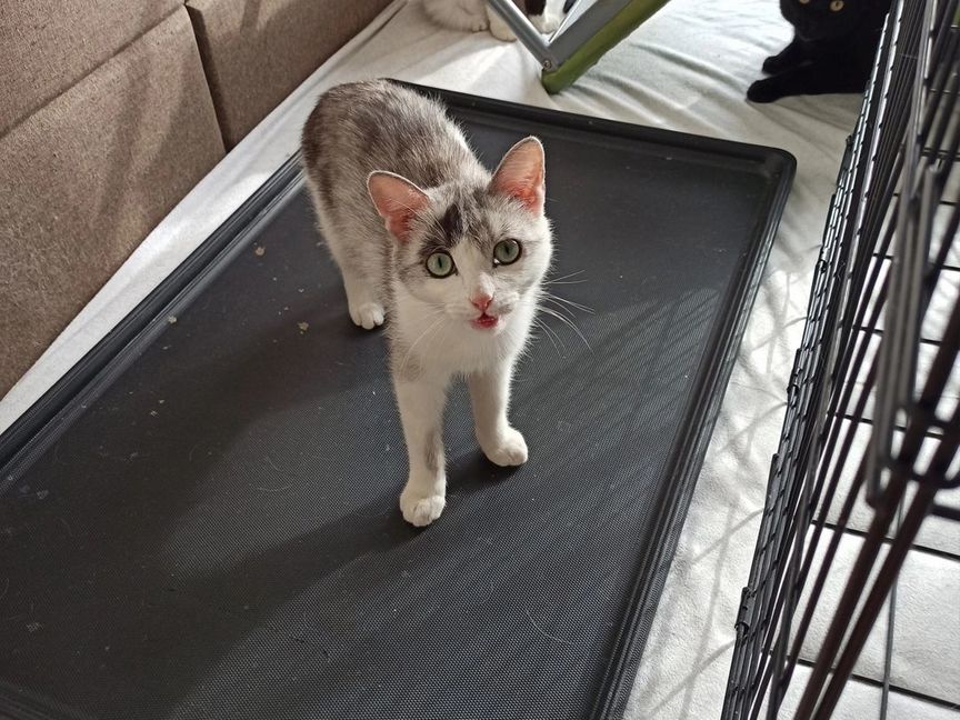 Пристраивается котик в хорошие руки