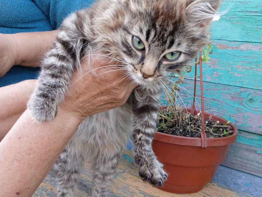 Котёнок, мальчик, 3 мес