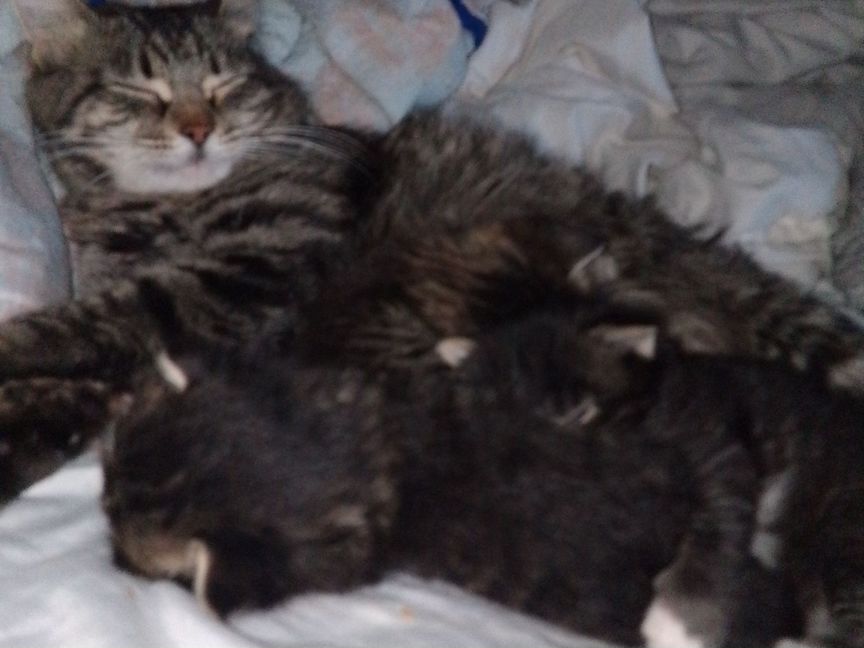 Сибирские котята
