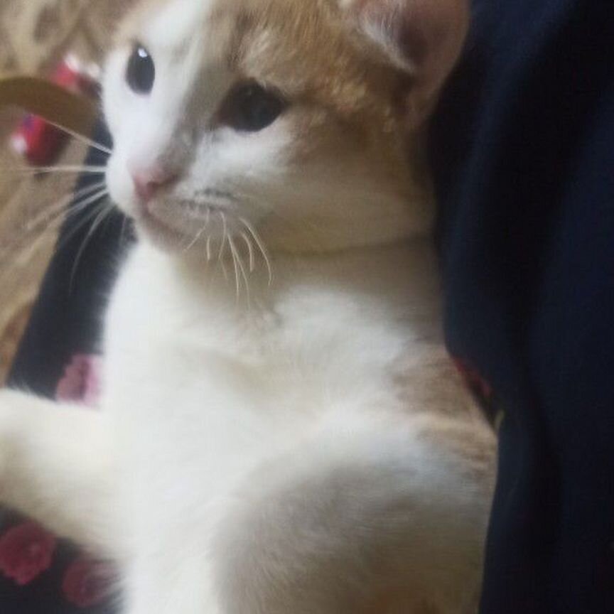 Котик персиковый бесплатно