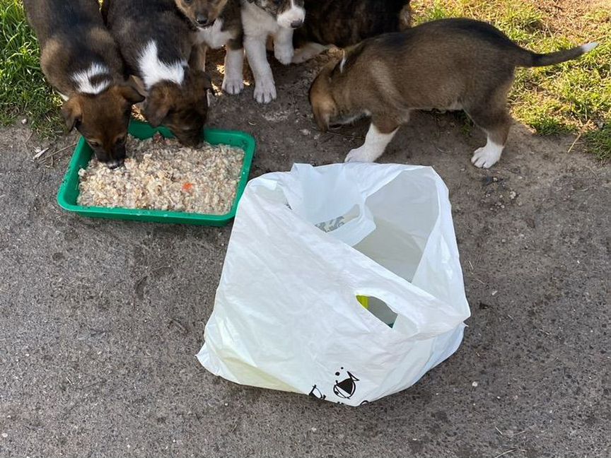 Шенята в добрые ручки