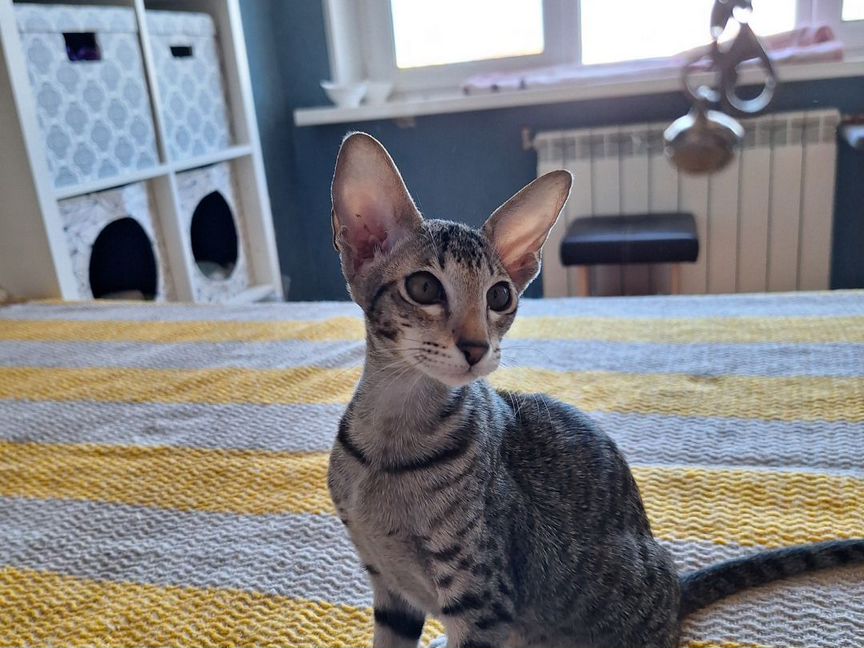 Ориентальная