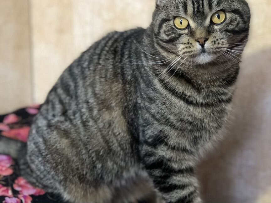 Кошка мышеловка