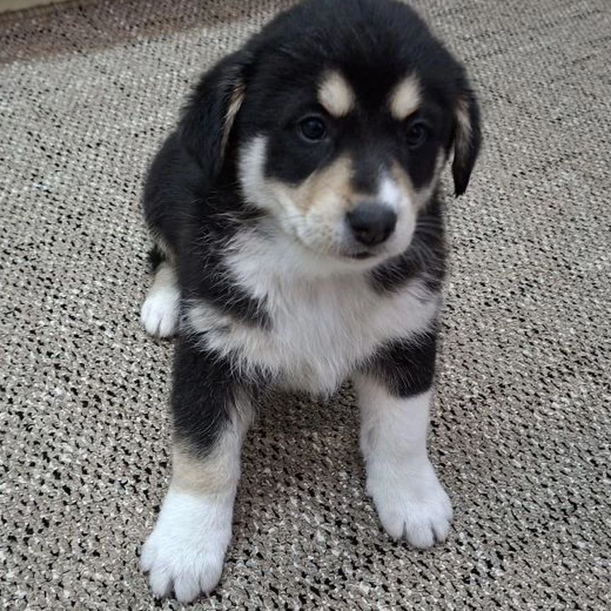 Щенок в добрые руки