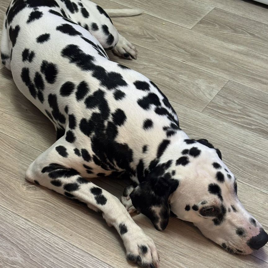 Далматин, щенок