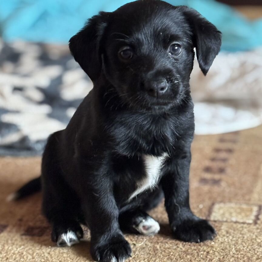 Щенок в добрые руки