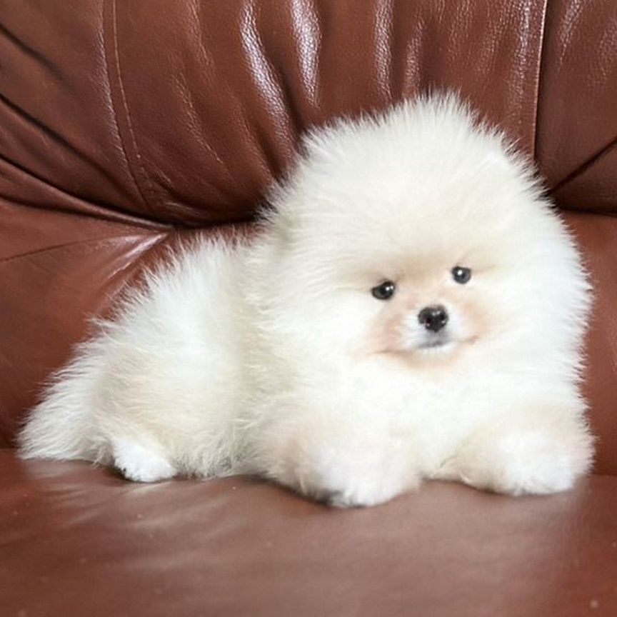 Померанский шпиц, щенок