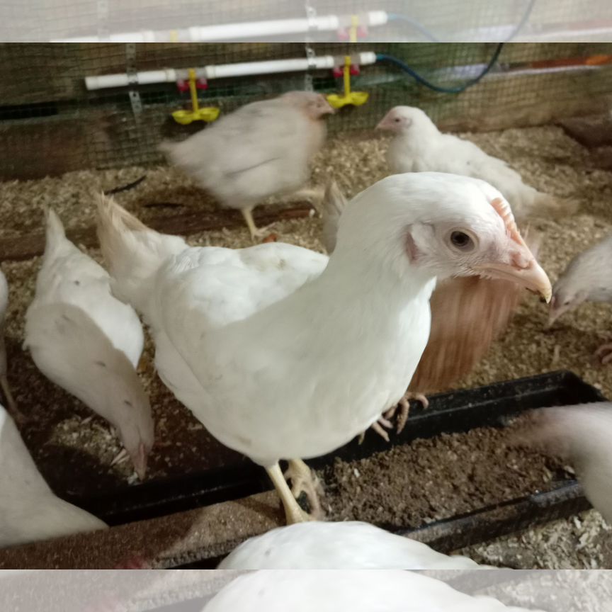 Куры молодки несушки Леггорн