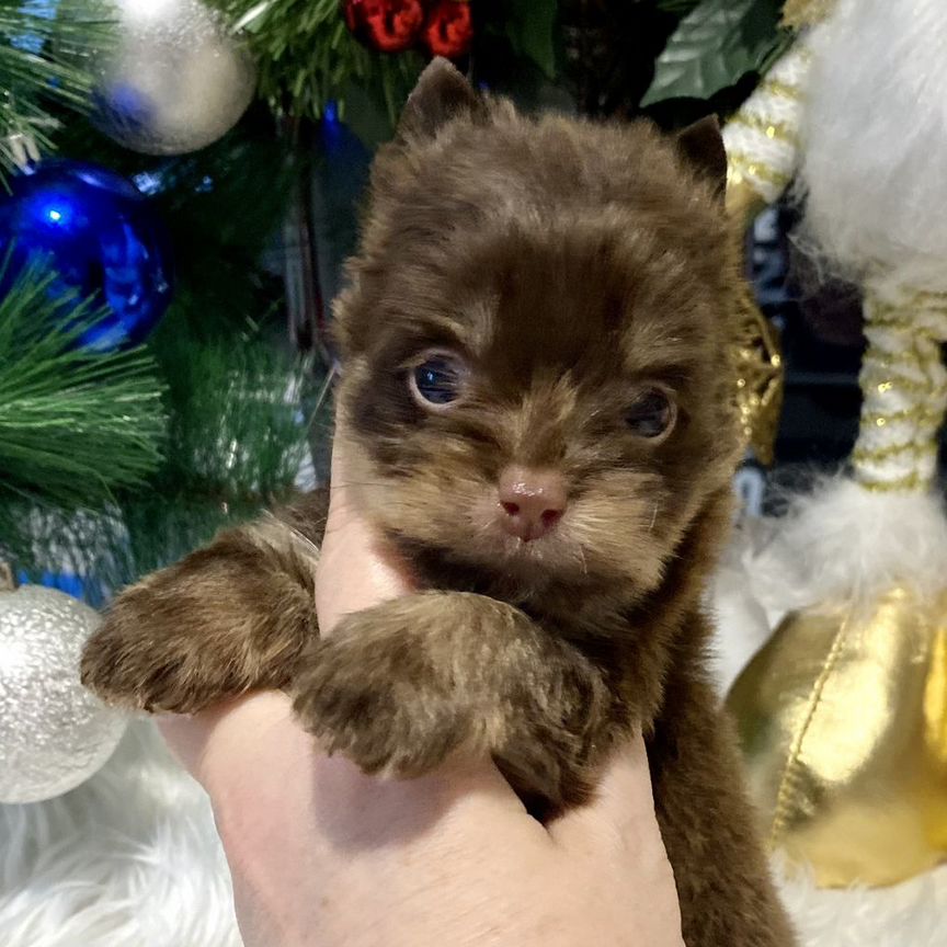 Йоркширский терьер, щенок