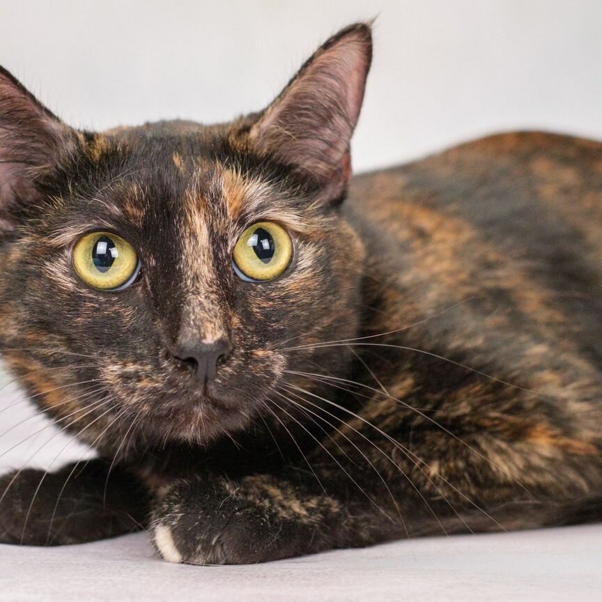 Кошка с котёнка выросла в приюте - Чурчхела ищет д