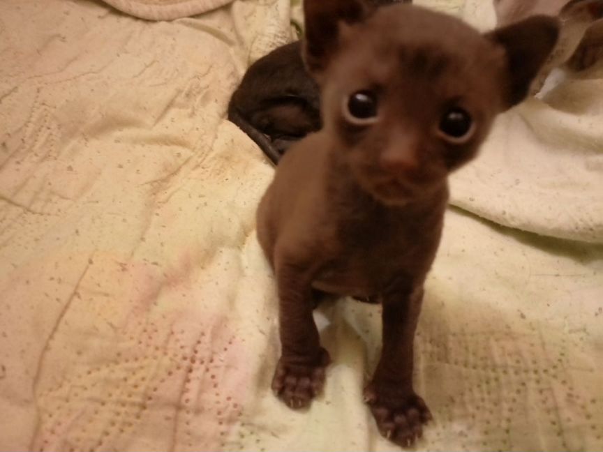 Котята корниш-рекс